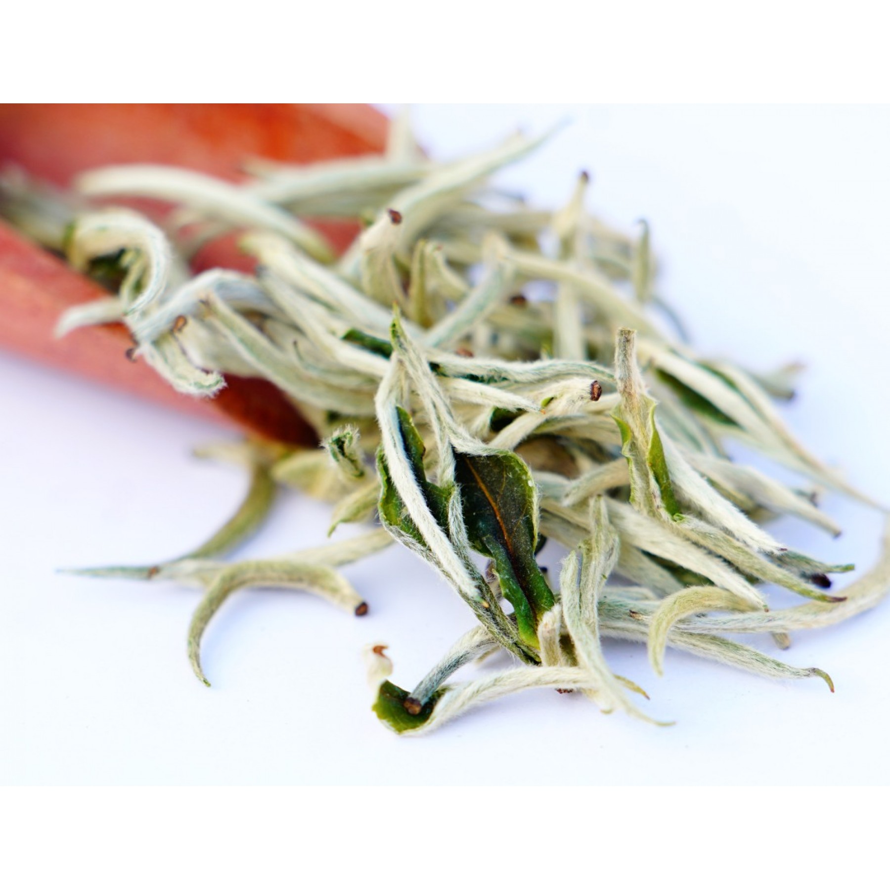 Lengrai Exotic Winter Frost Silver Buds ( Private Reserve )