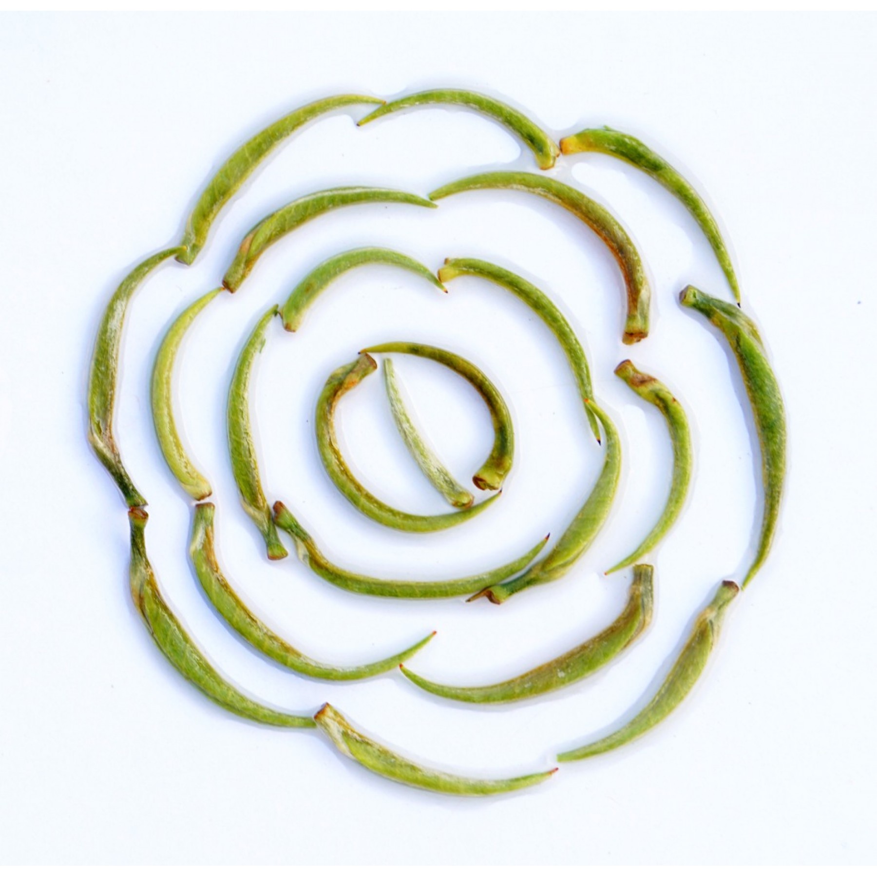 Lengrai Exotic Winter Frost Silver Buds ( Private Reserve )